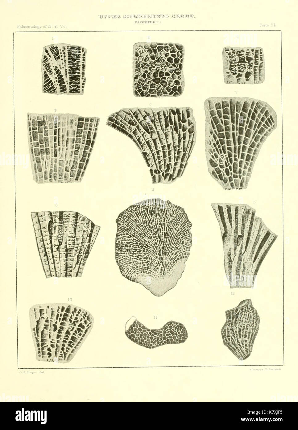 Devonian fossils illustration hi-res stock photography and images - Alamy