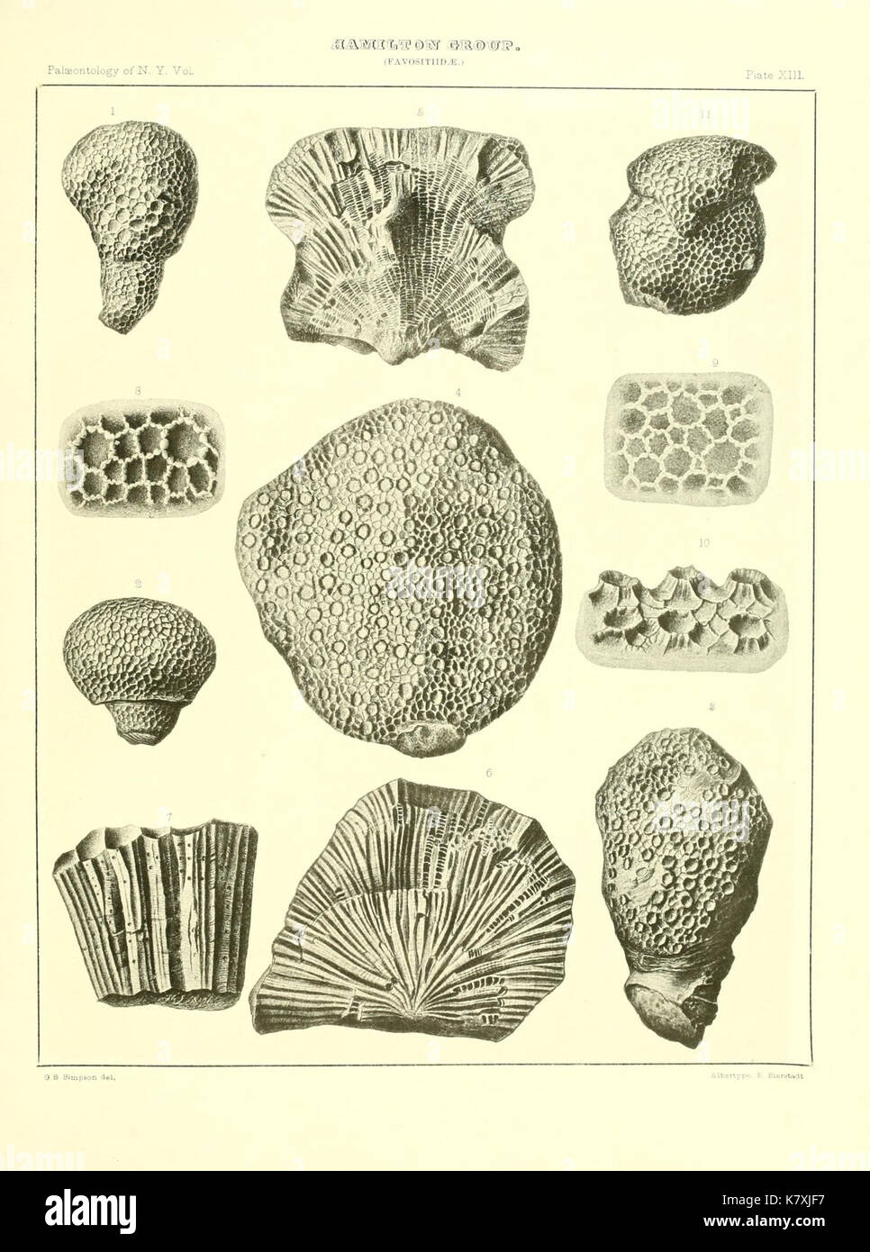 Illustrations of Devonian fossils BHL12075110 Stock Photo - Alamy