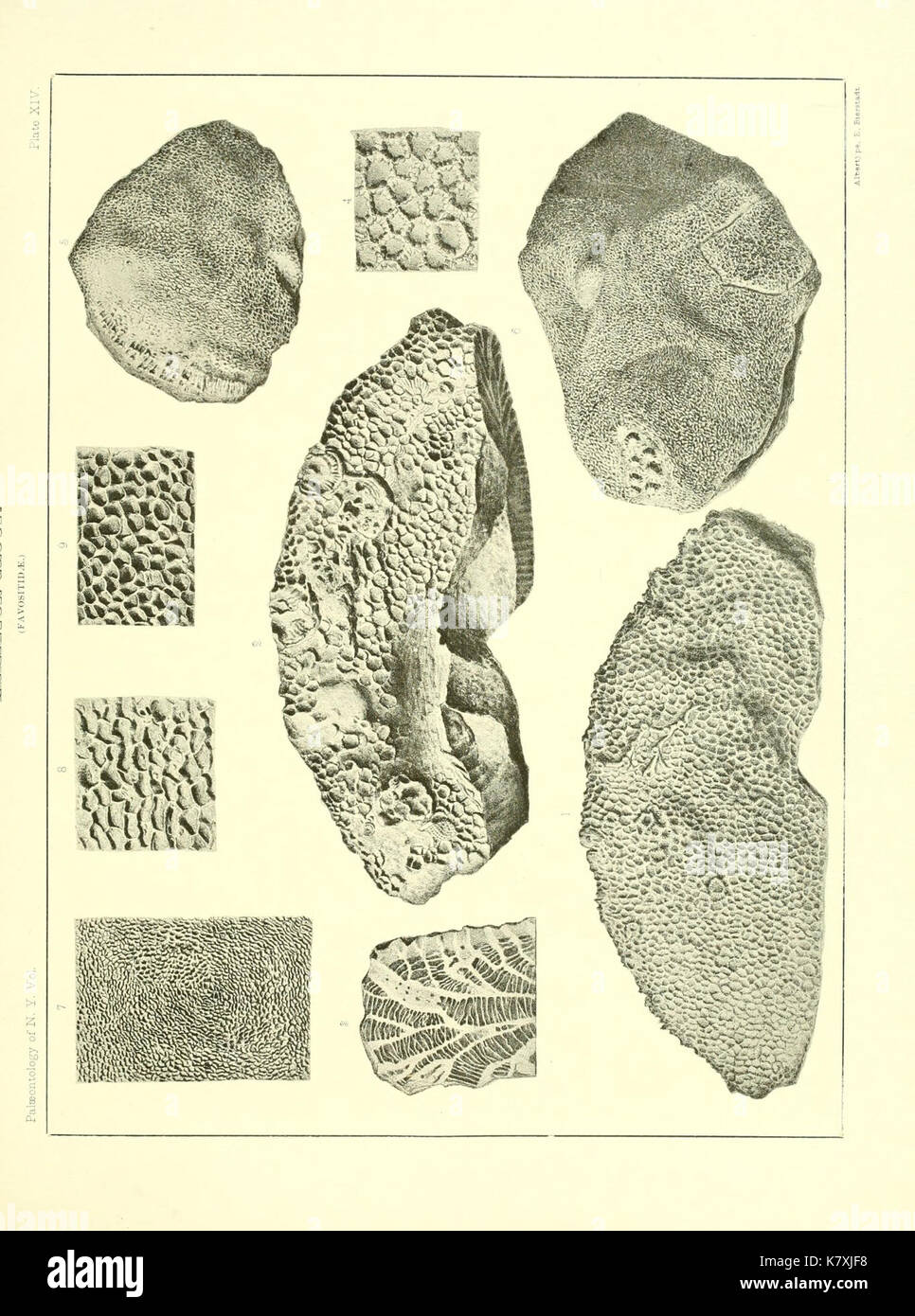 Devonian fossils illustration hi-res stock photography and images - Alamy