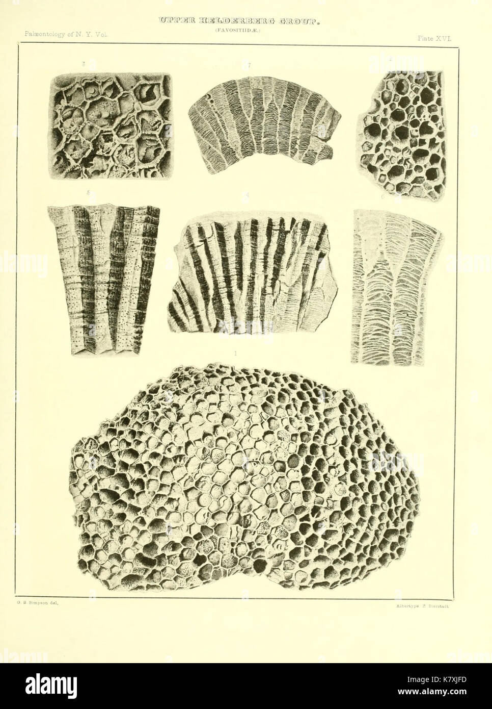 Devonian fossils illustration hi-res stock photography and images - Alamy