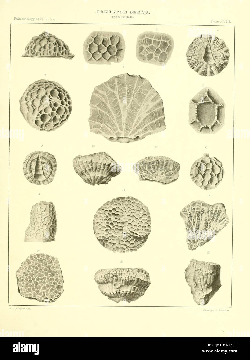 Illustrations of Devonian fossils BHL12075134 Stock Photo - Alamy