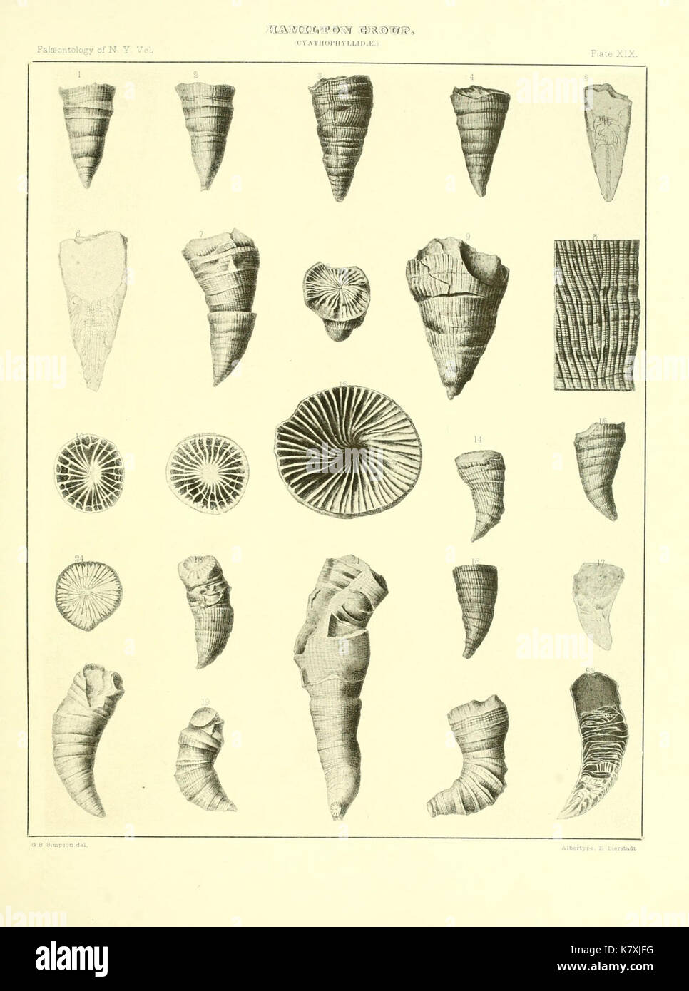 Devonian fossils illustration hi-res stock photography and images - Alamy