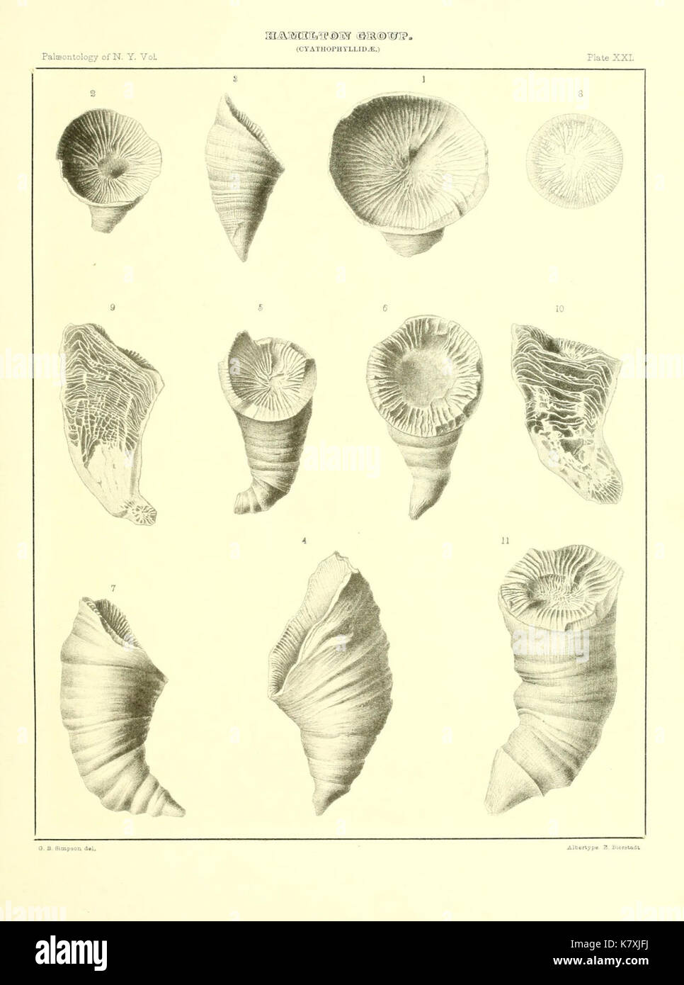 Illustrations of Devonian fossils BHL12075146 Stock Photo - Alamy