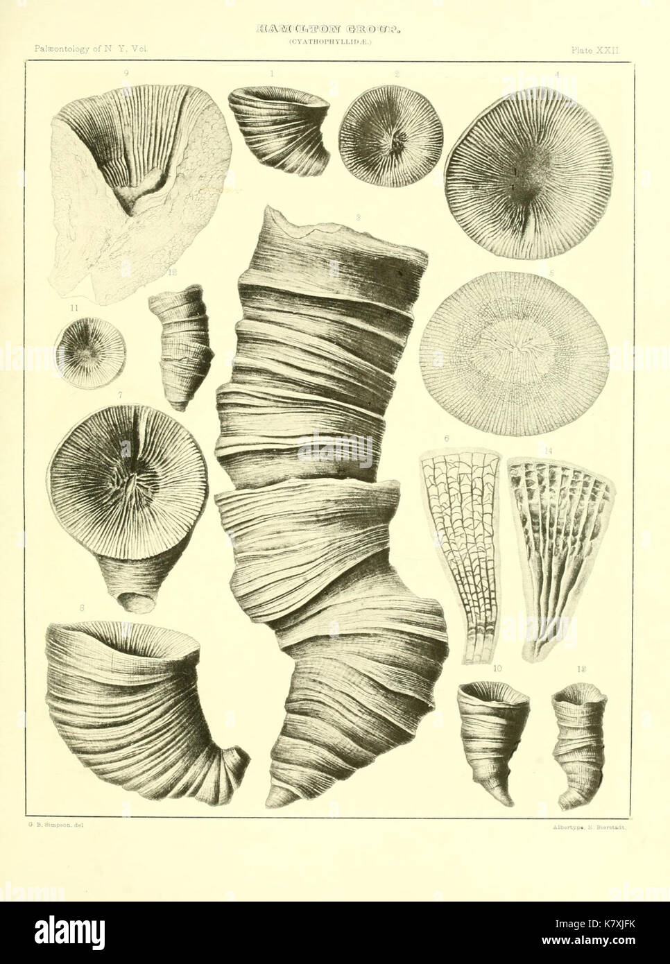 Devonian fossils illustration hi-res stock photography and images - Alamy