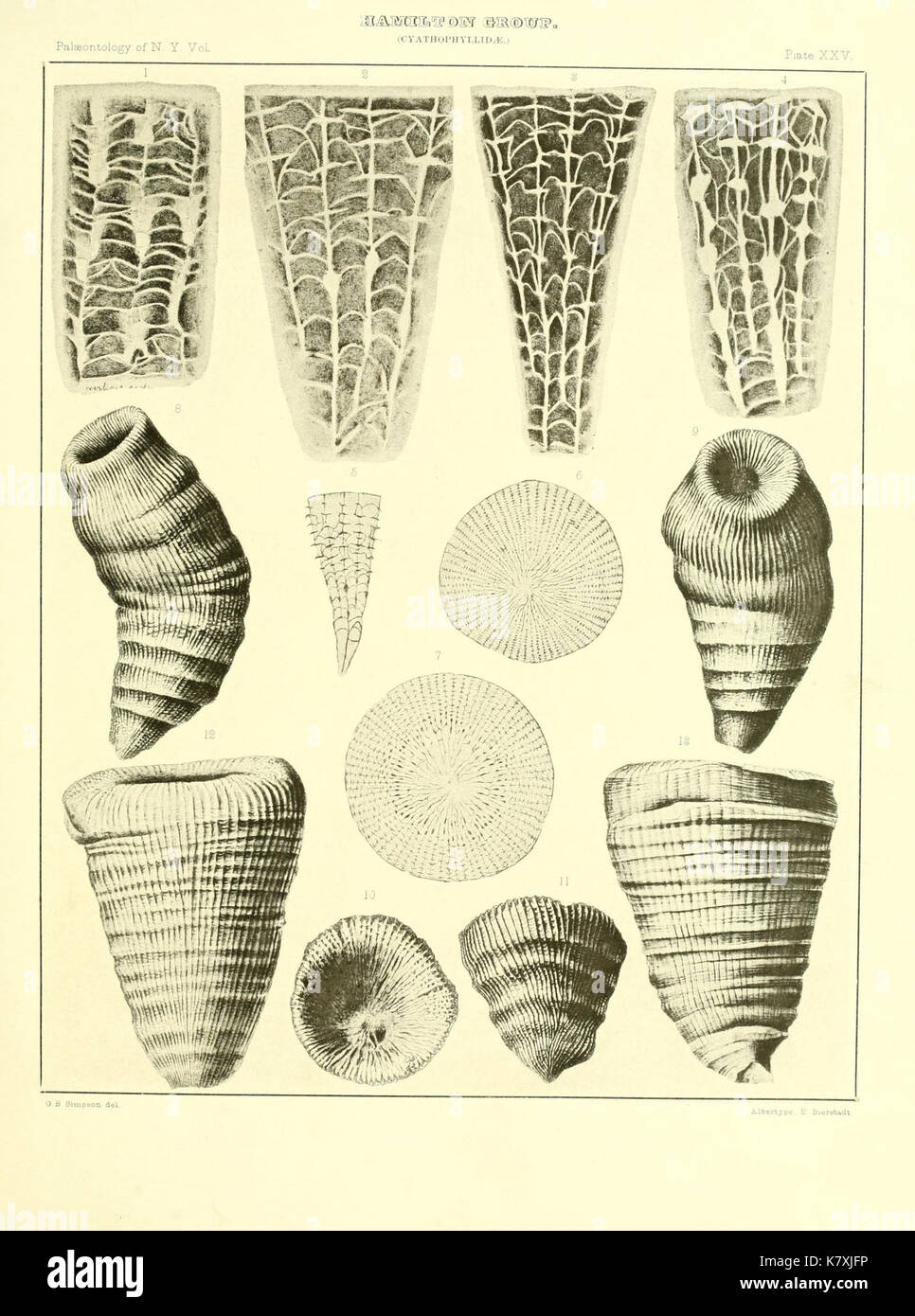 Illustrations of Devonian fossils BHL12075162 Stock Photo - Alamy