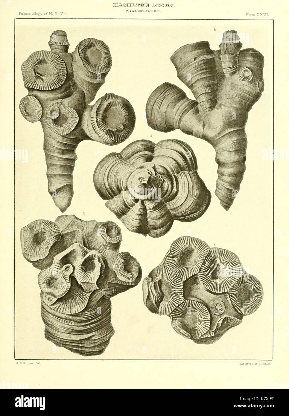 Devonian fossils illustration hi-res stock photography and images - Alamy