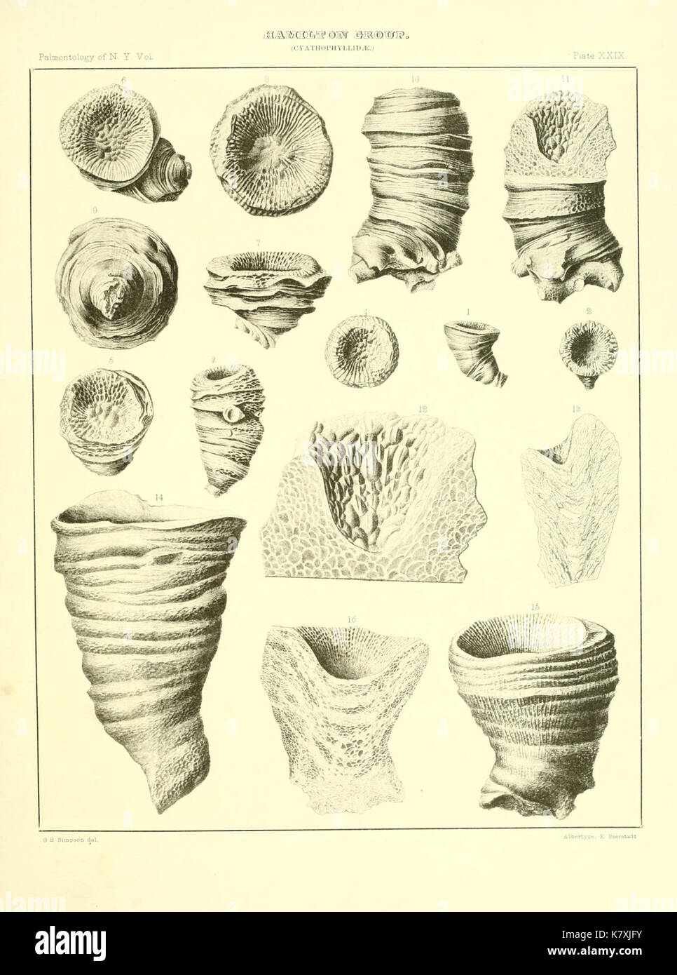 Illustrations of Devonian fossils BHL12075178 Stock Photo - Alamy