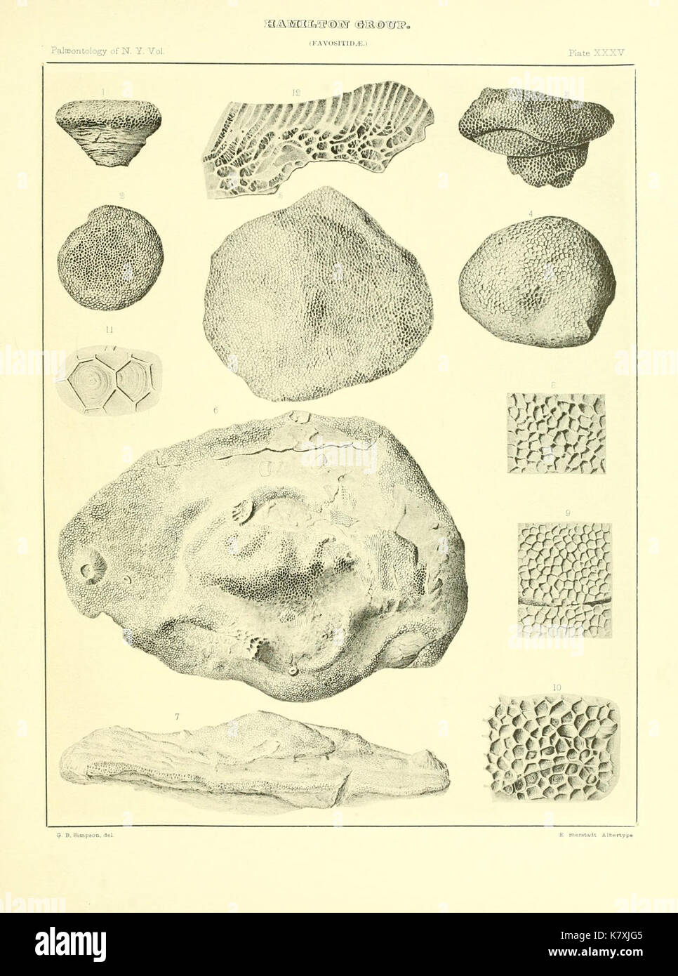 Illustrations of Devonian fossils BHL12075202 Stock Photo - Alamy