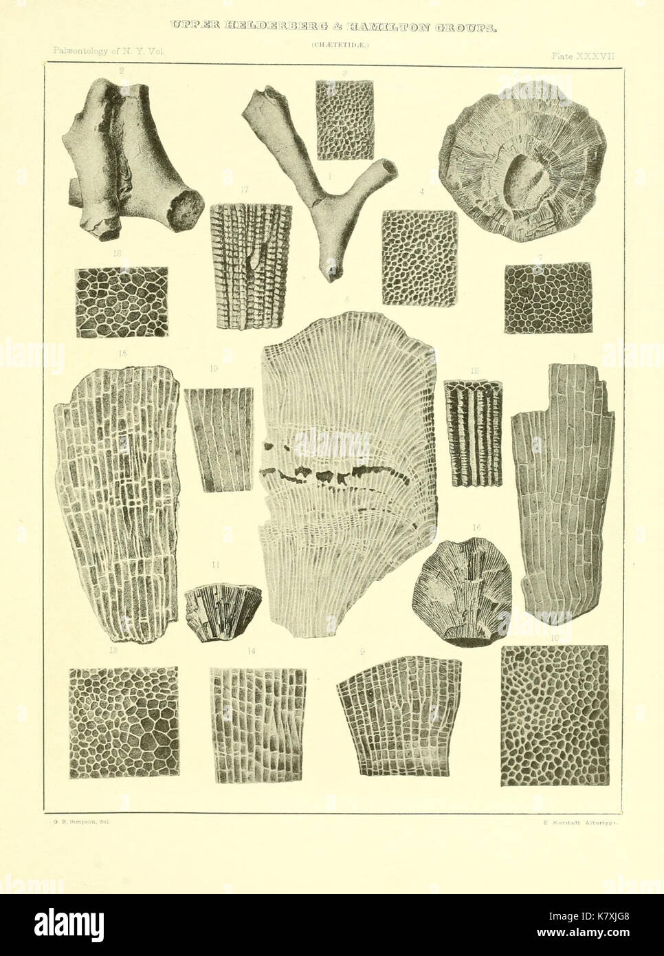Devonian fossils illustration hi-res stock photography and images - Alamy