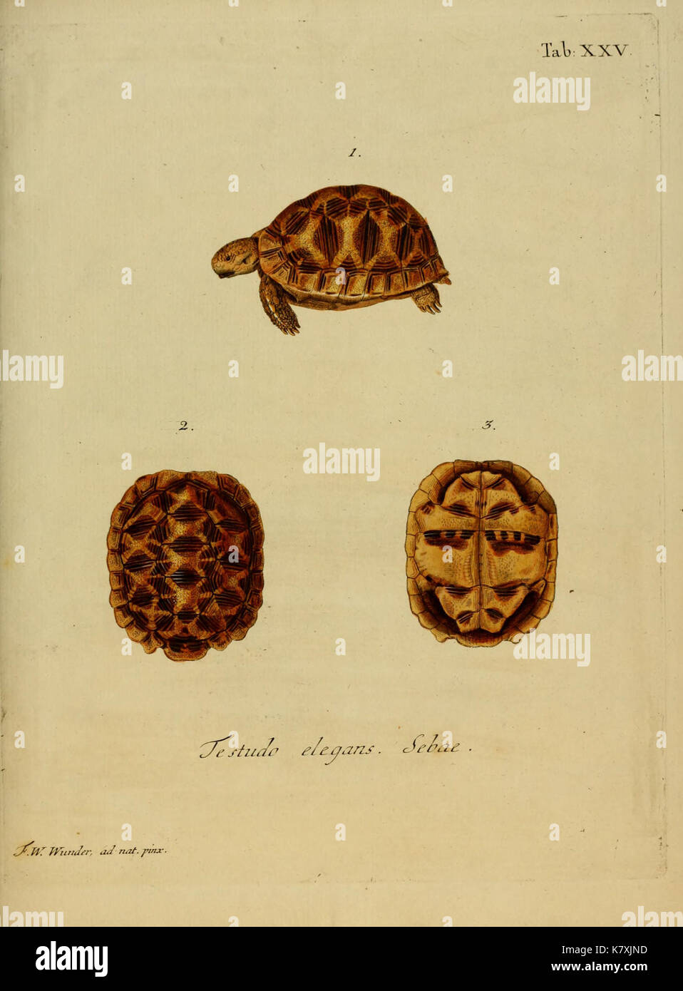 Historia davidis hi-res stock photography and images - Alamy