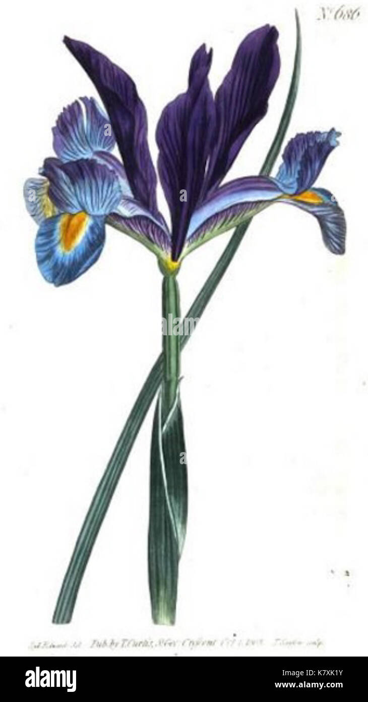 Iris pallida by Sydenham Edwards Stock Photo - Alamy