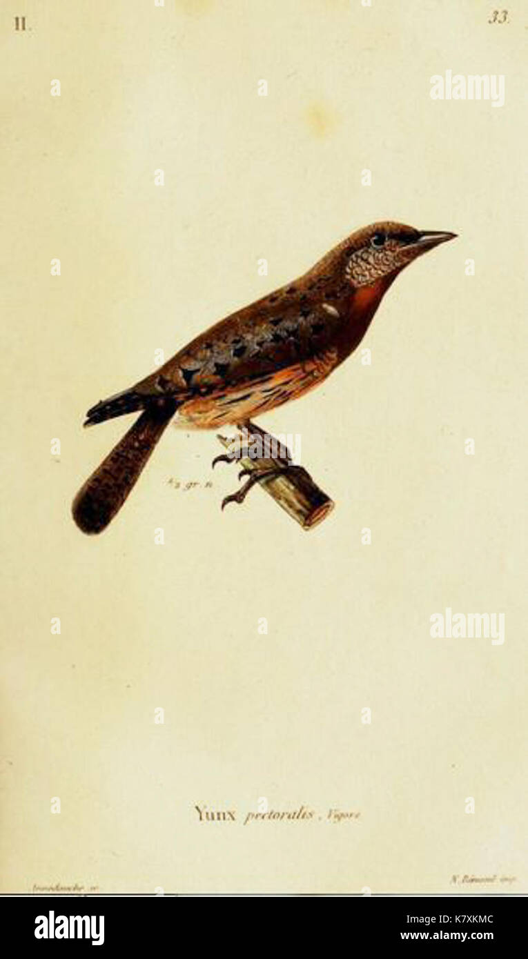 Jynx ruficollis hi-res stock photography and images - Alamy