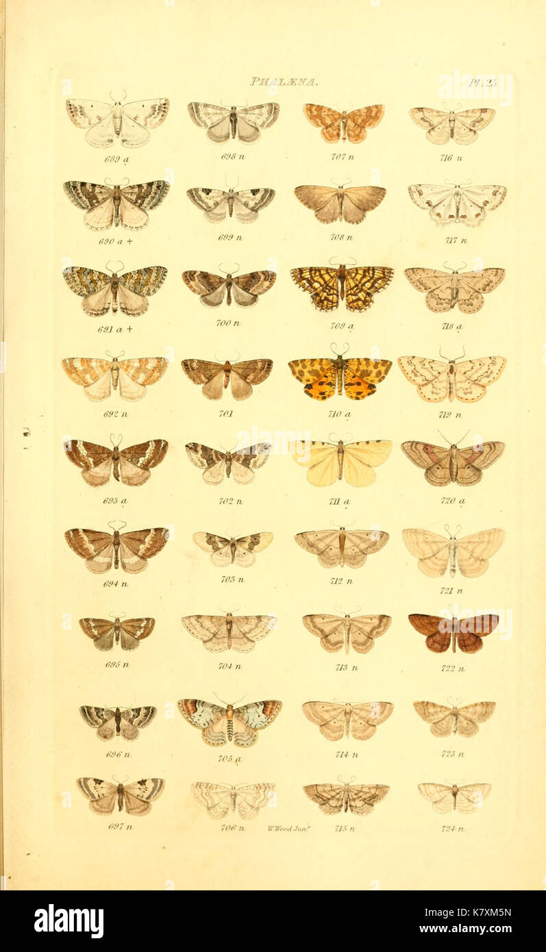 Index entomologicus, or, A complete illustrated catalogue, consisting ...
