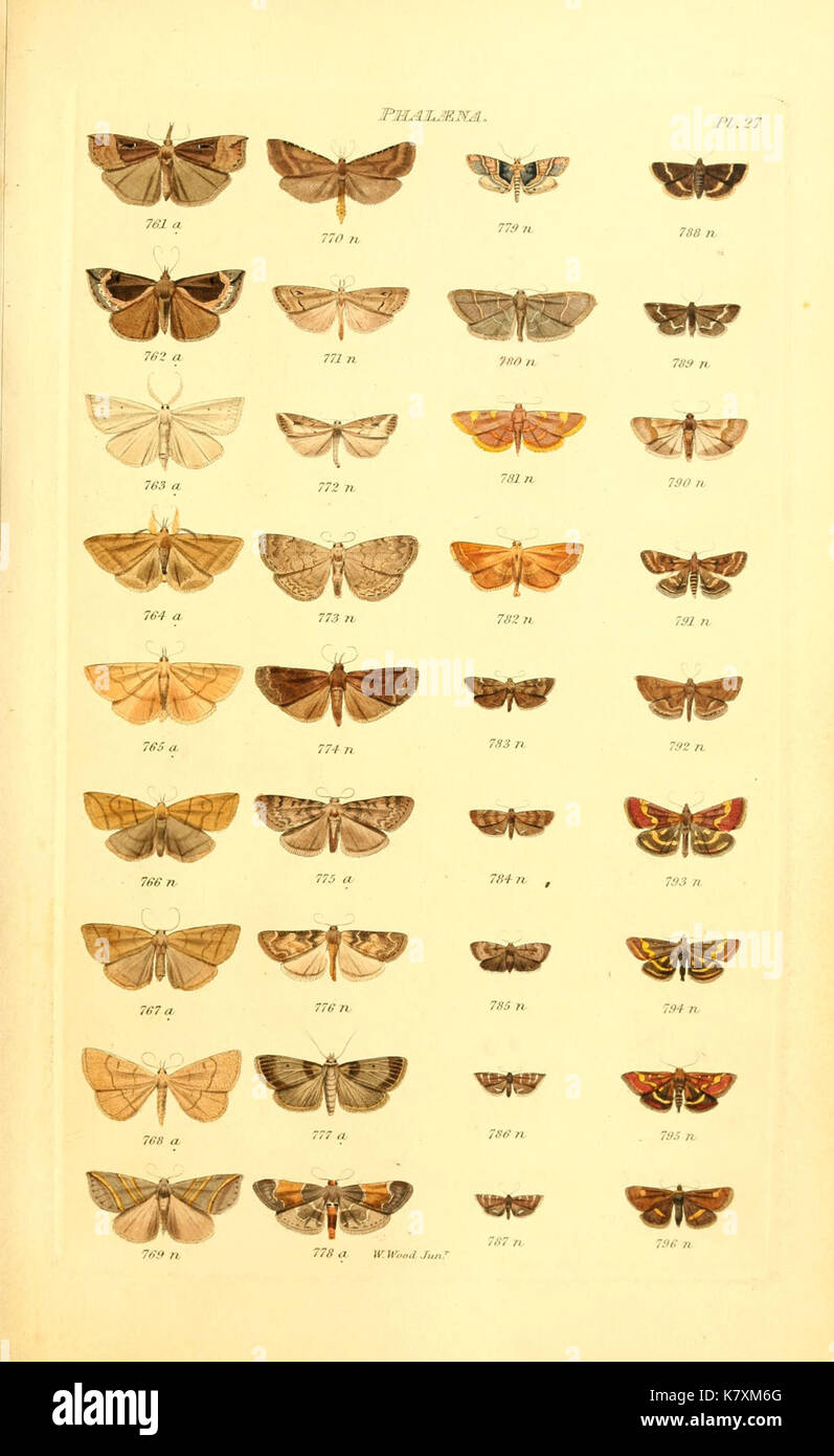 Index entomologicus, or, A complete illustrated catalogue, consisting ...
