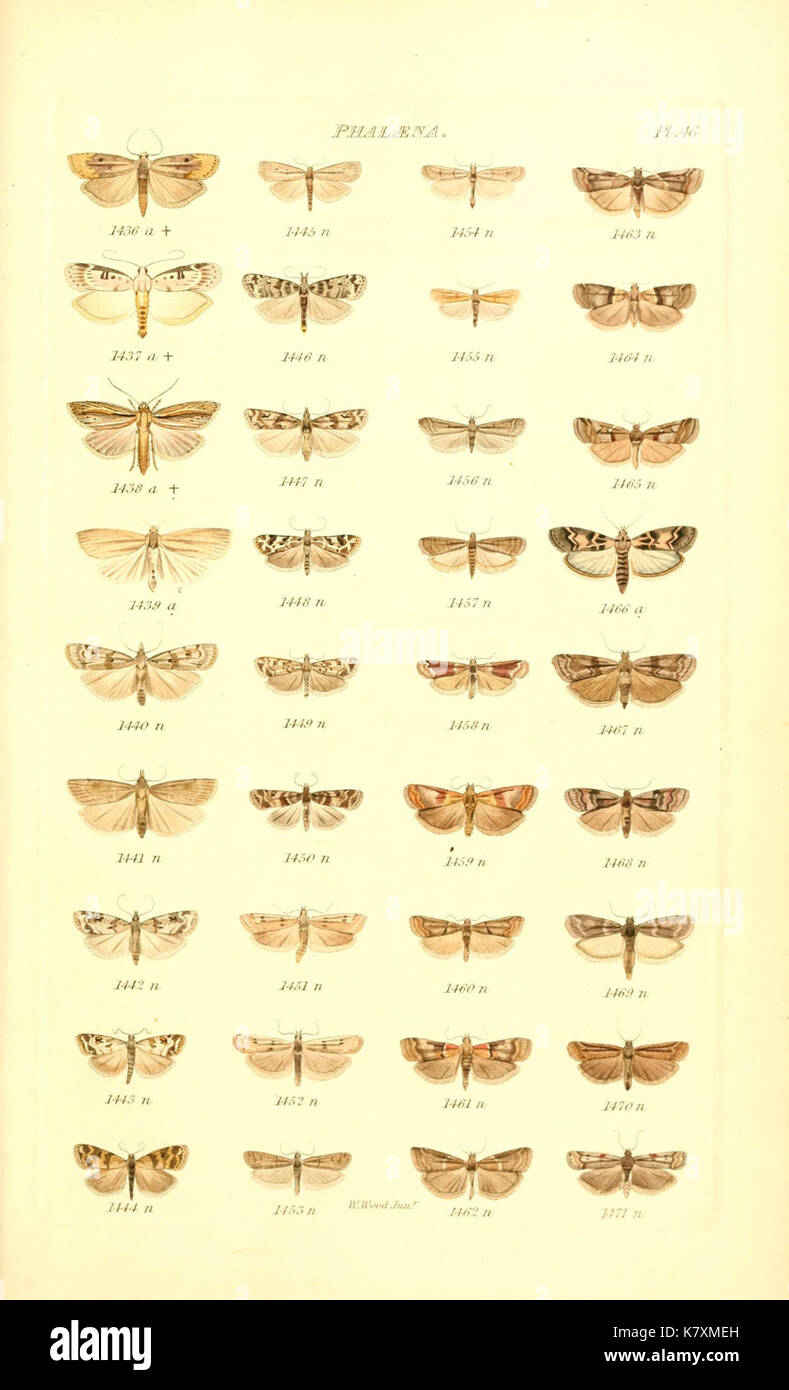 Index entomologicus, or, A complete illustrated catalogue, consisting ...
