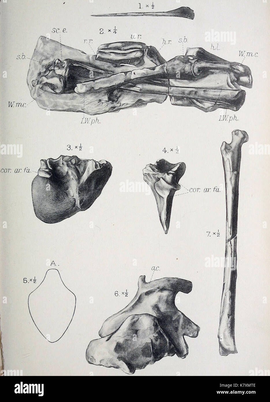 Fossilized elements hi-res stock photography and images - Alamy