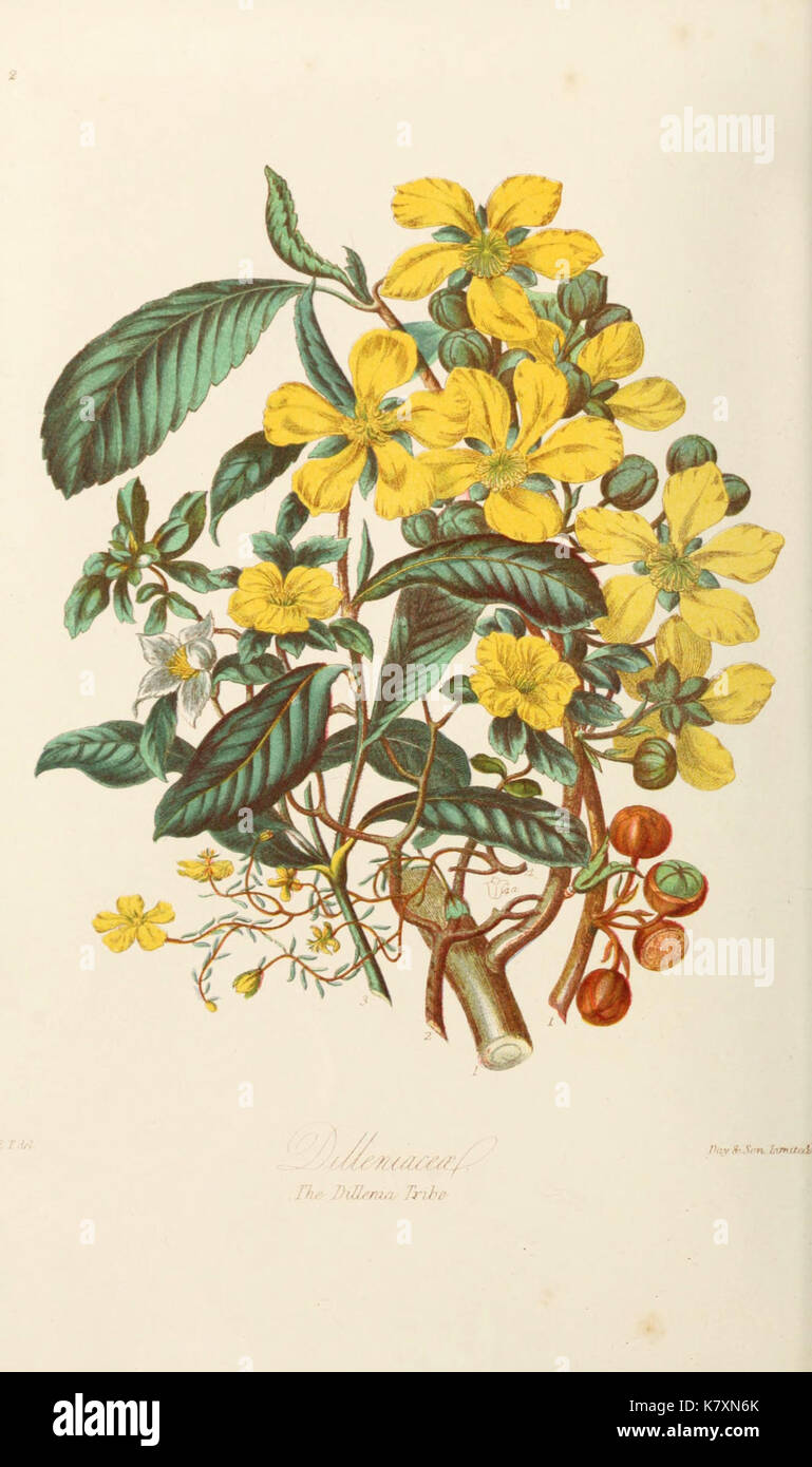 Illustrations of the natural orders of plants with groups and ...