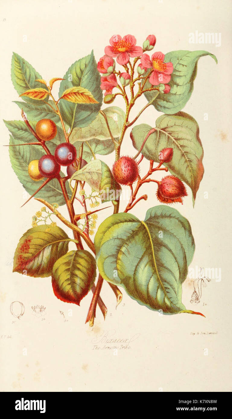 Illustrations of the natural orders of plants with groups and ...