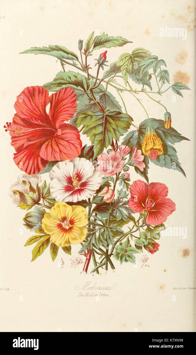 Illustrations of the natural orders of plants with groups and ...