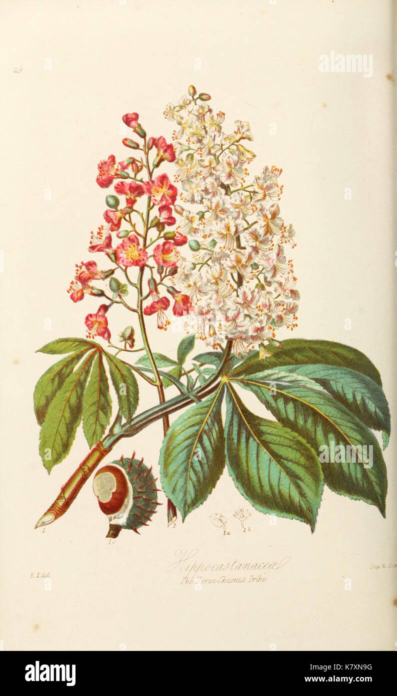 Illustrations of the natural orders of plants with groups and ...