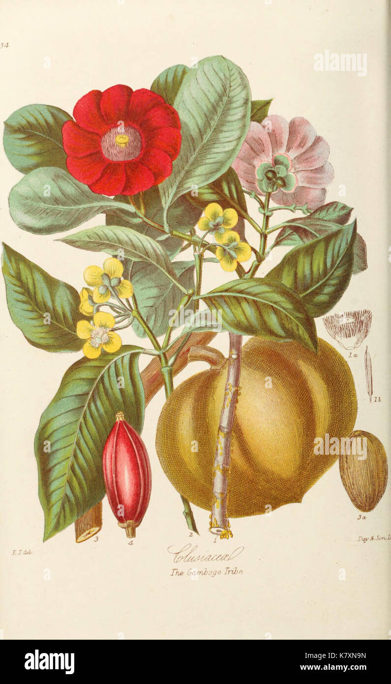 Illustrations of the natural orders of plants with groups and ...