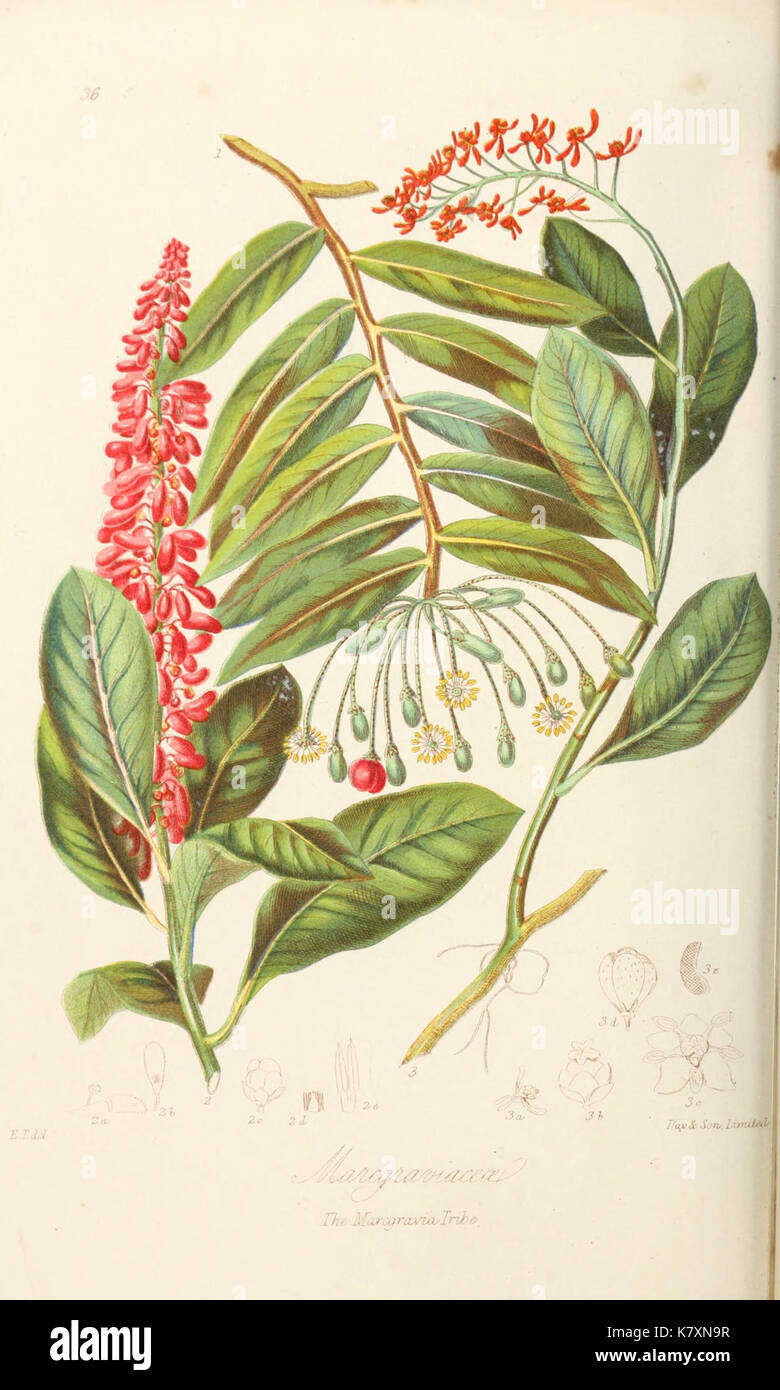 Illustrations of the natural orders of plants with groups and ...