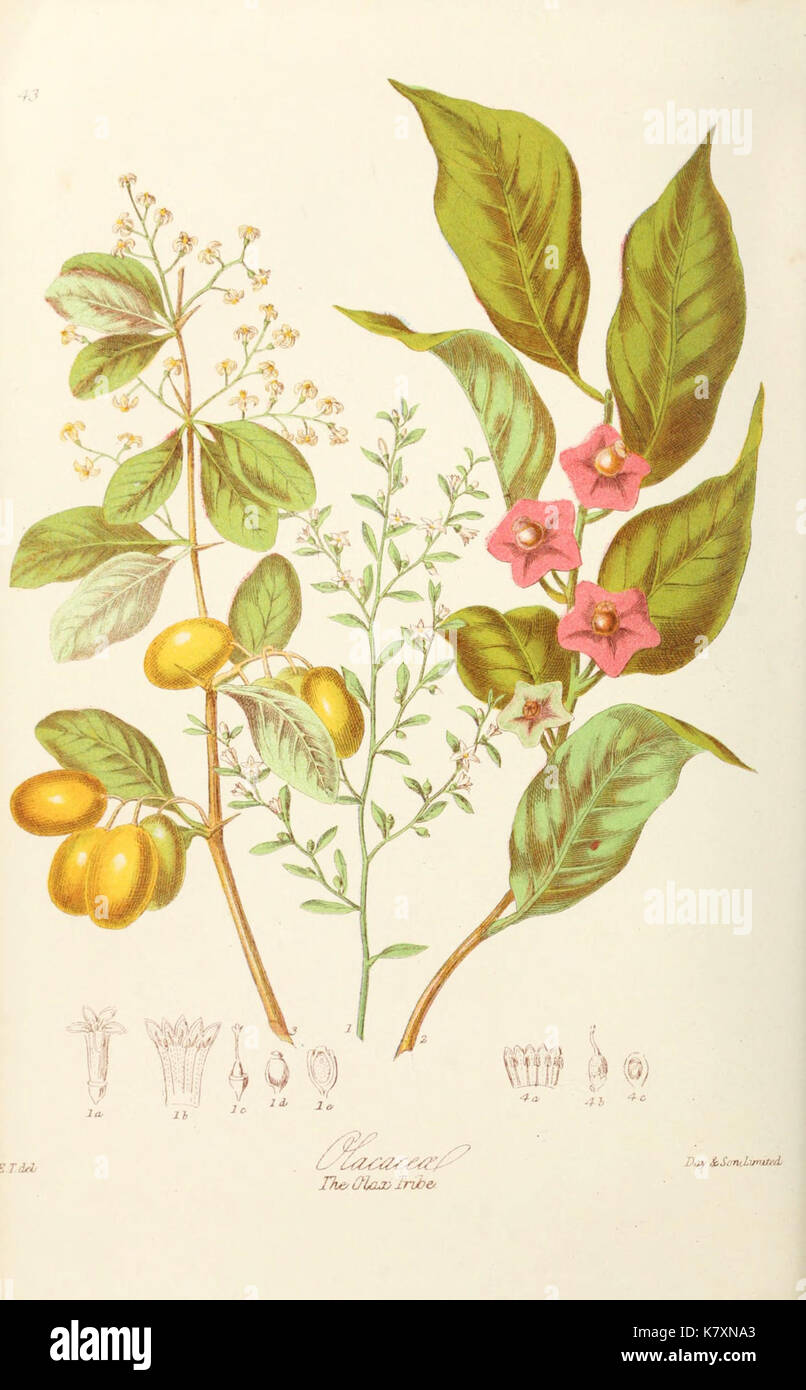 Illustrations of the natural orders of plants with groups and ...