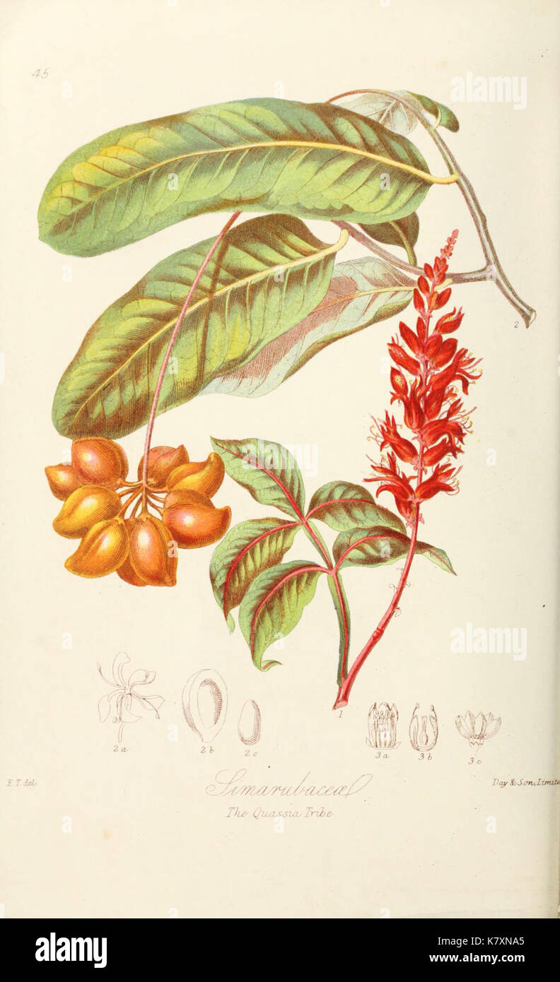 Illustrations of the natural orders of plants with groups and ...