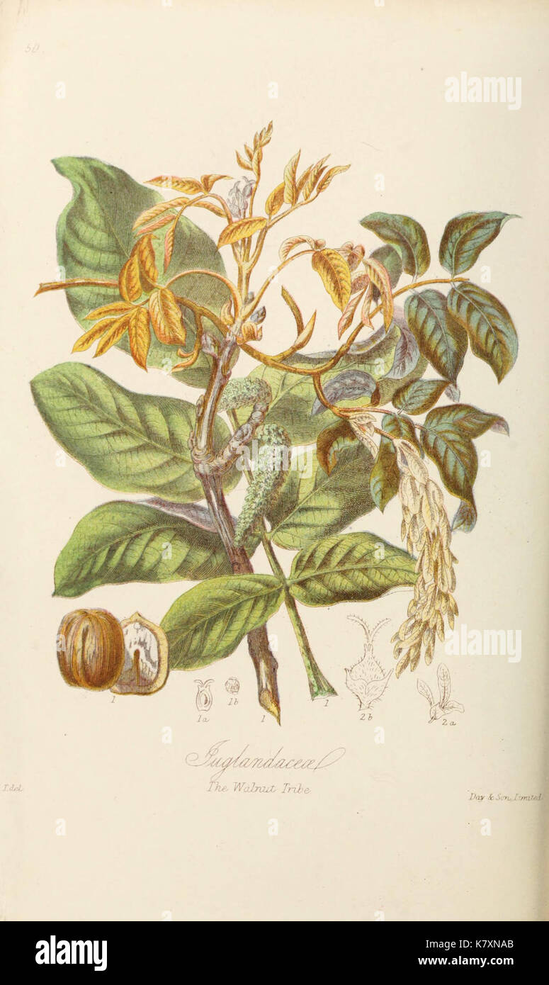 Illustrations of the natural orders of plants with groups and ...