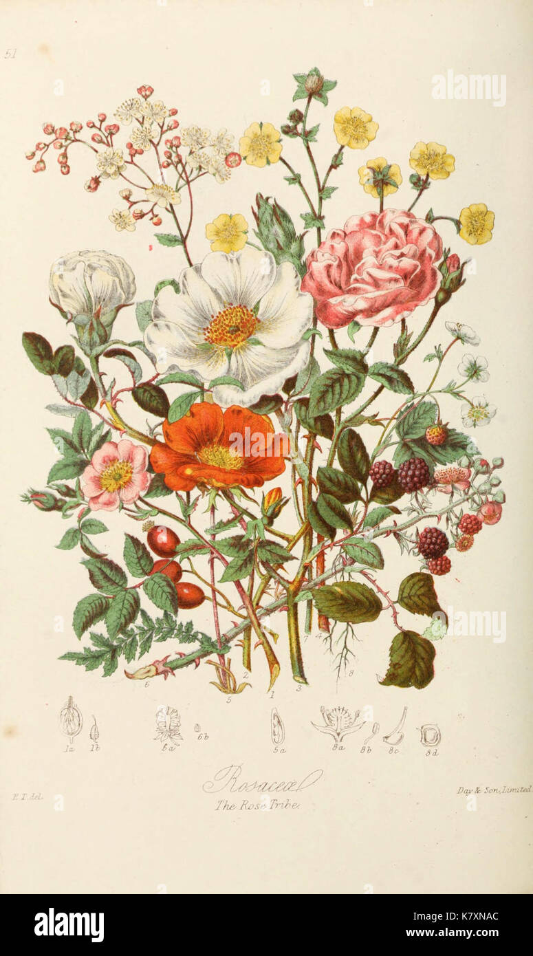 Illustrations of the natural orders of plants with groups and ...