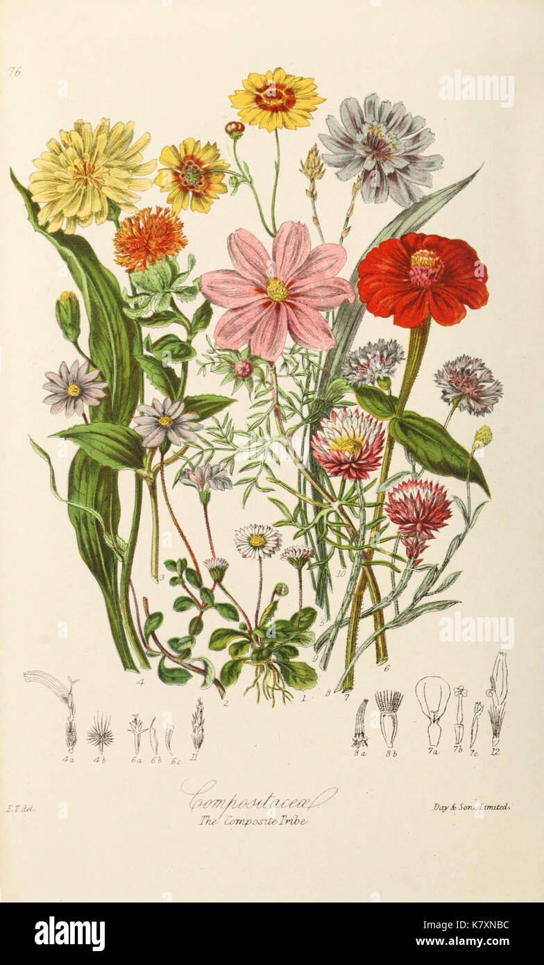 Illustrations of the natural orders of plants with groups and ...