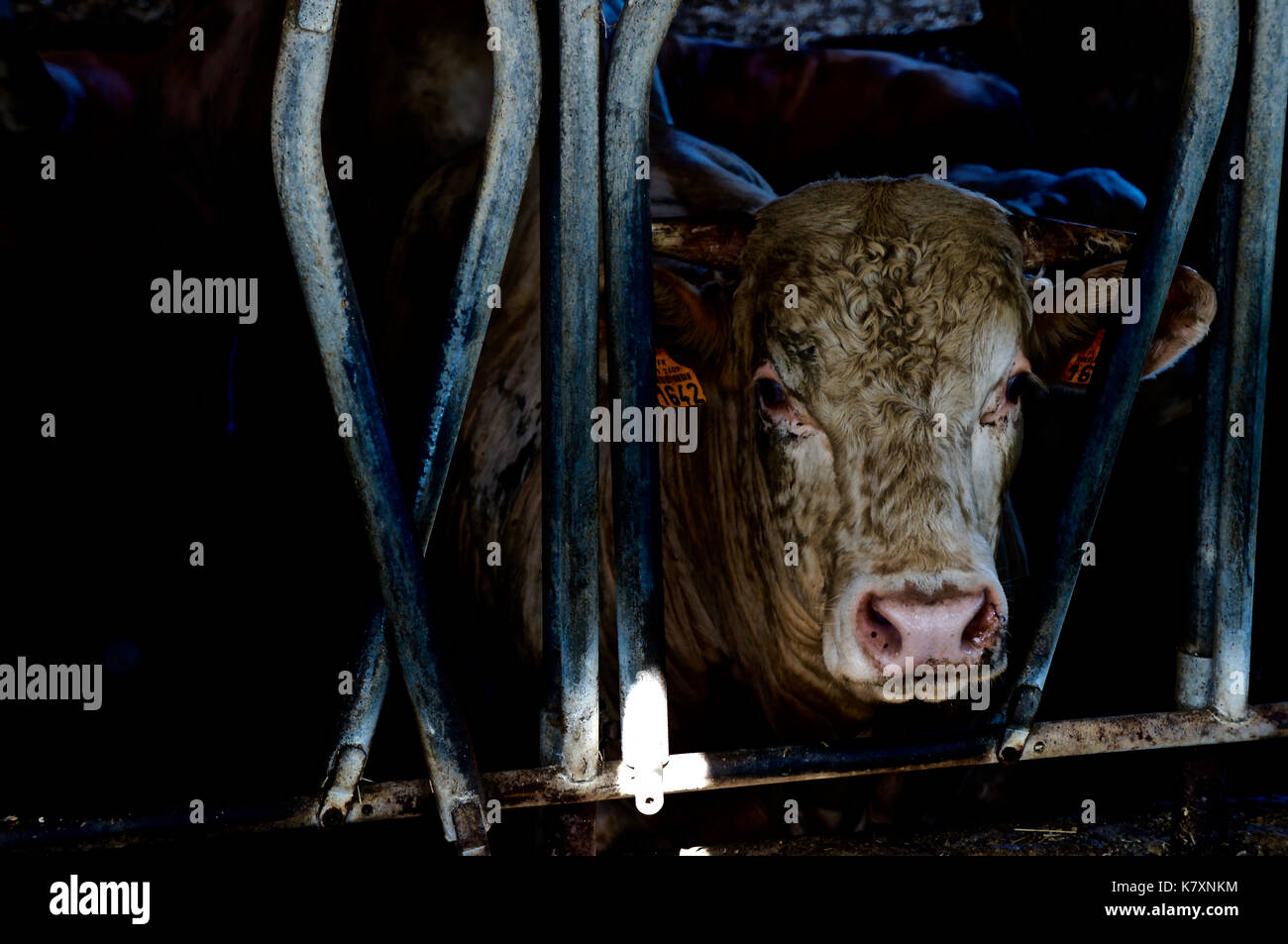 Caged Cow gazing out Stock Photo - Alamy