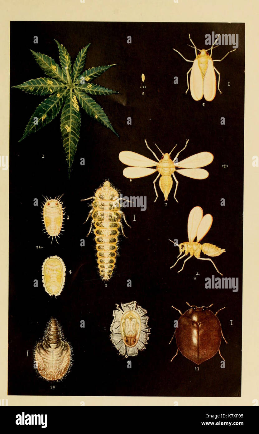 A plate from 'Indian Insect Life,' showcasing detailed illustrations of ...