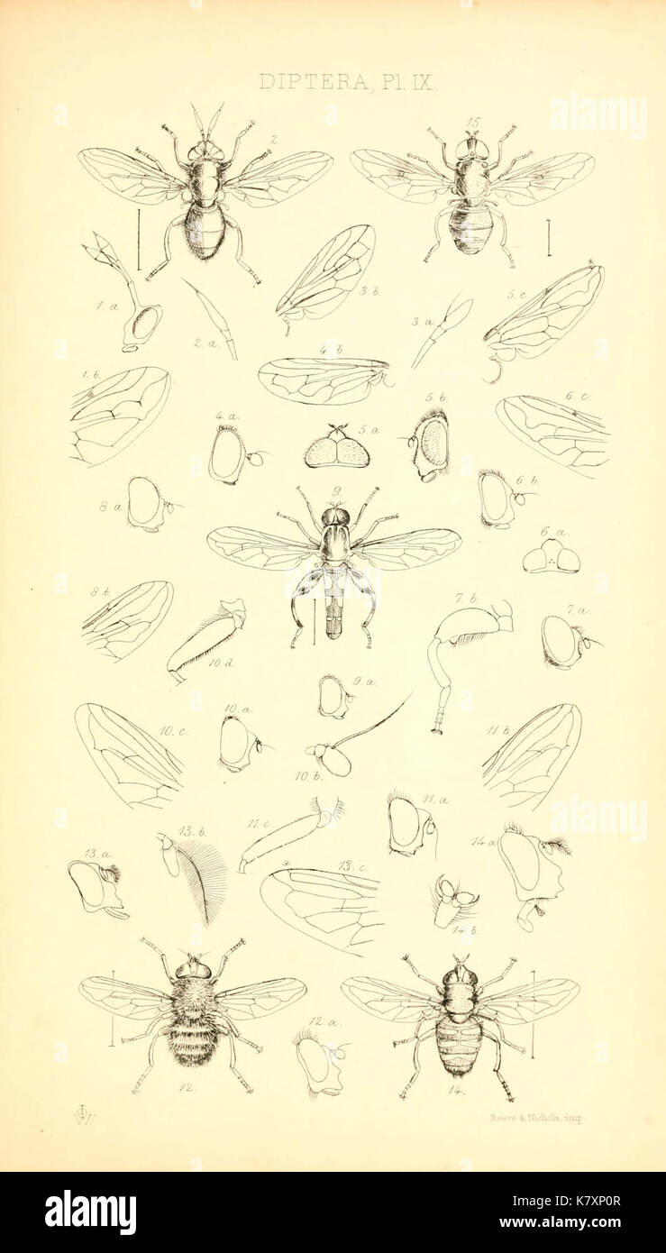 Insecta britanica hi-res stock photography and images - Alamy