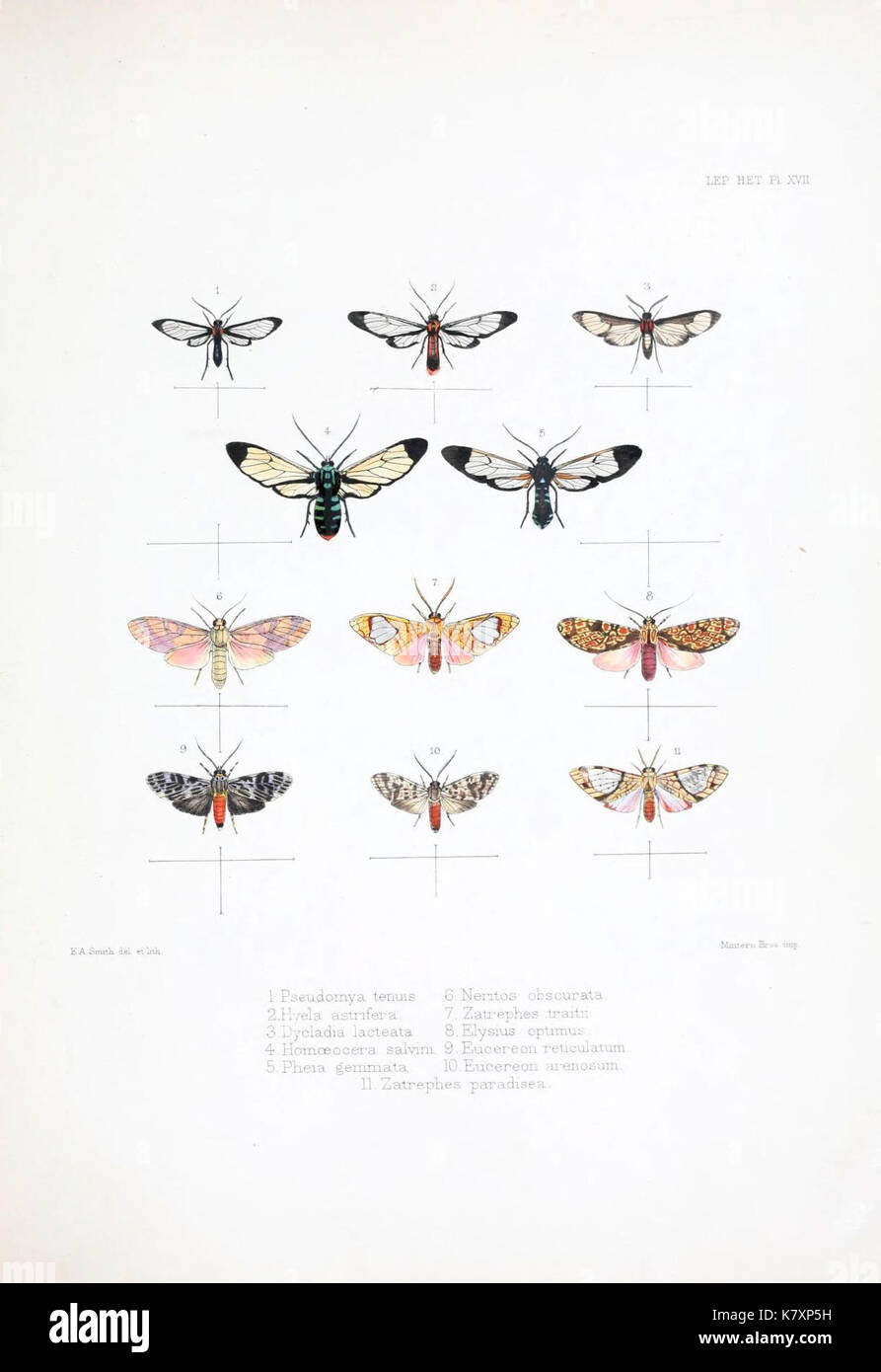 Illustrations of typical specimens of Lepidoptera Heterocera in the ...