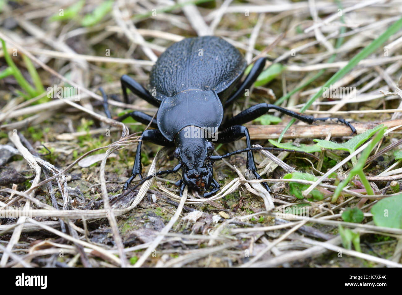 Ground shield bug hi-res stock photography and images - Alamy