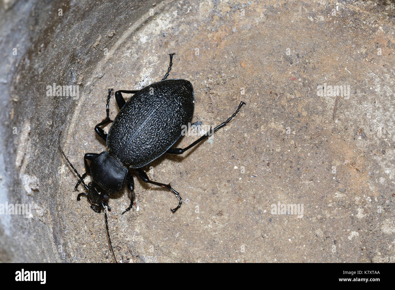 Ground shield bug hi-res stock photography and images - Alamy