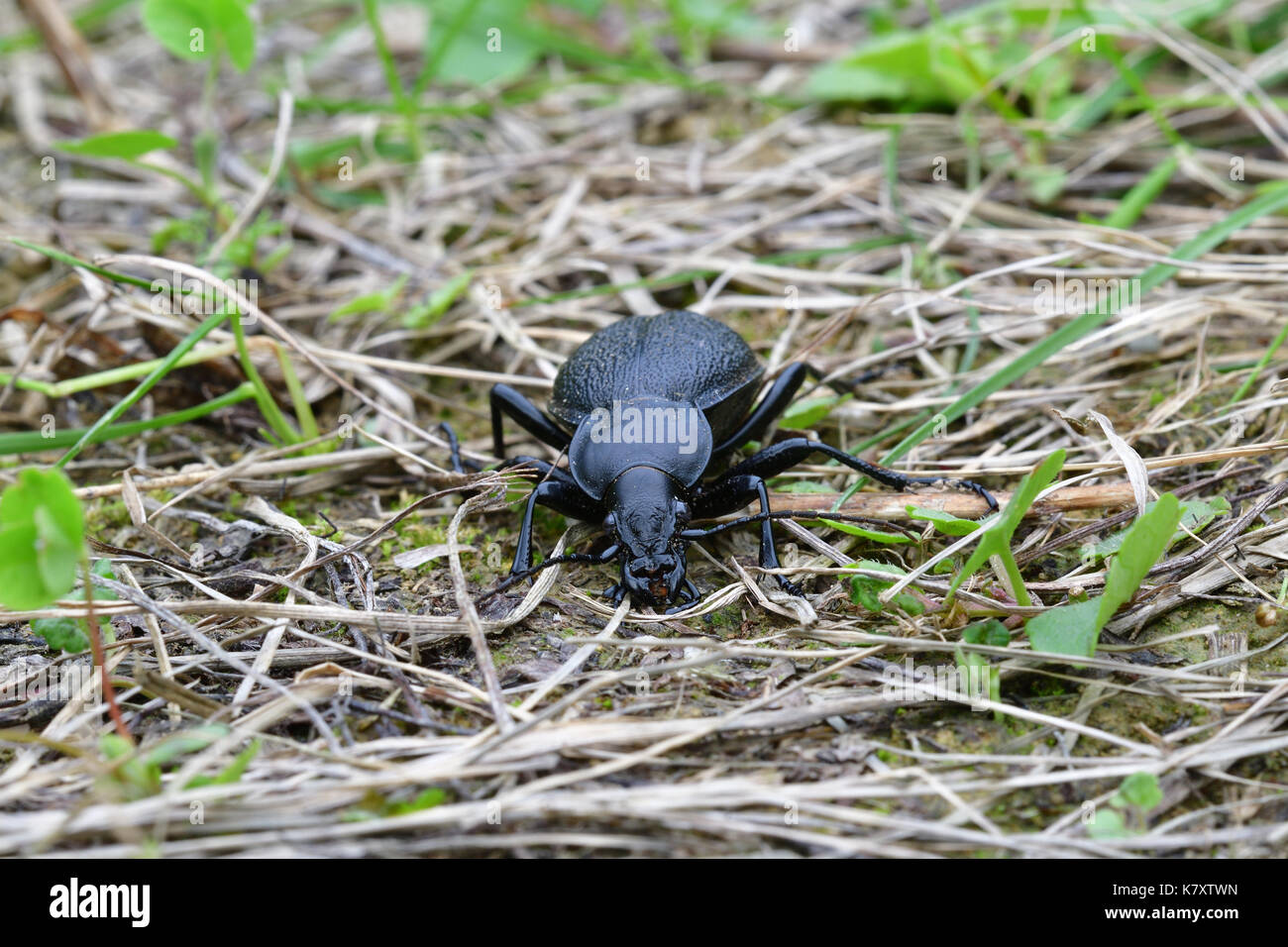 Ground shield bug hi-res stock photography and images - Alamy