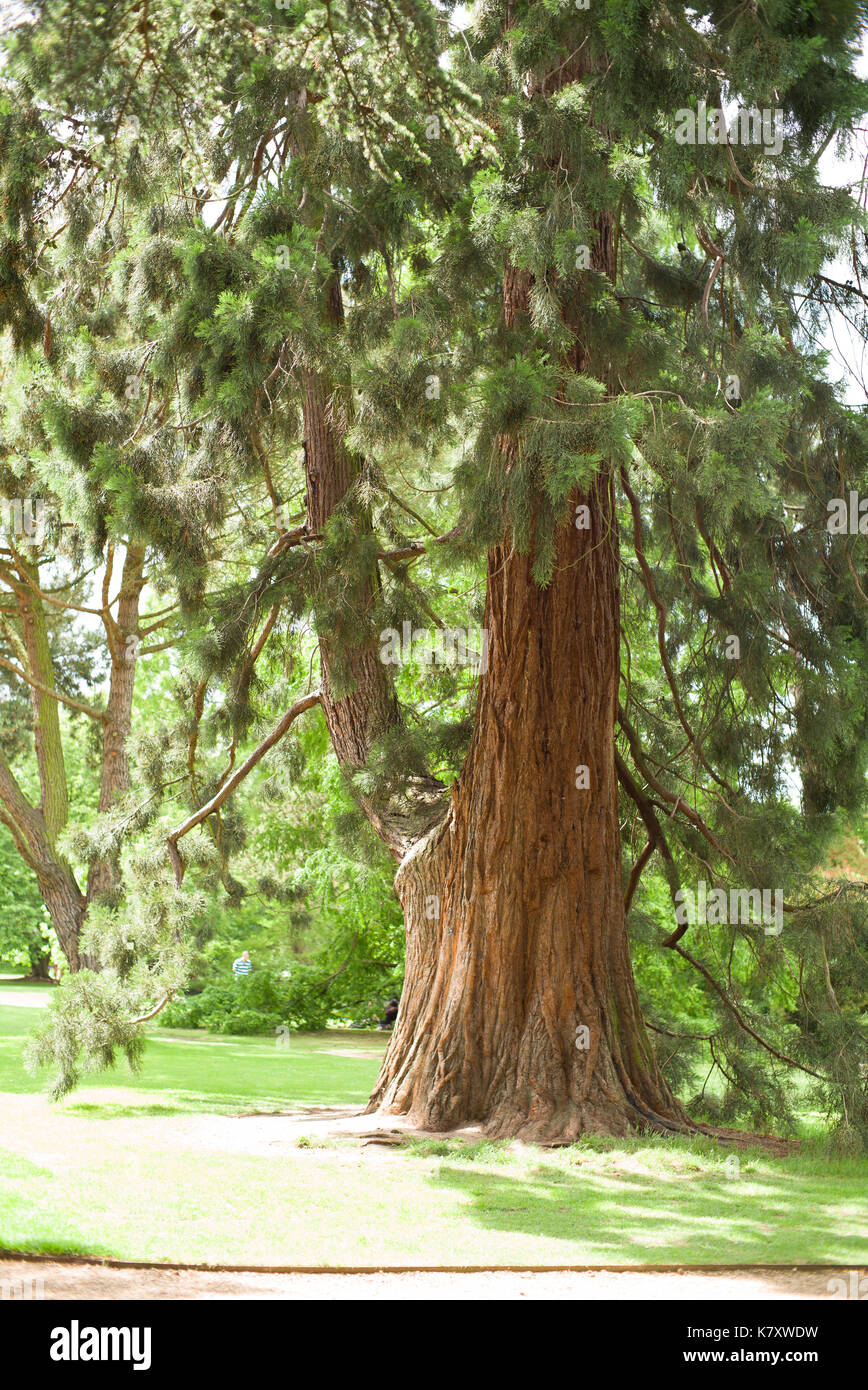 Giant Sequoia Sequoiadendron Giganteum Growing High Resolution Stock ...