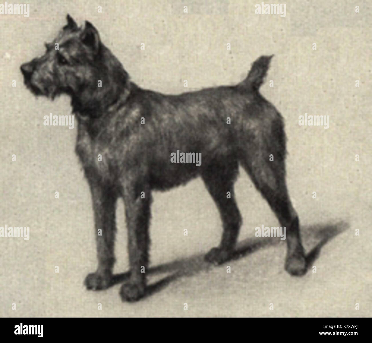 Irish art animals hi-res stock photography and images - Alamy
