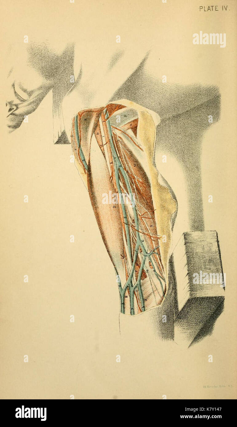 Illustrations of Dissections Plate 04 upper arm and axilla Stock Photo ...