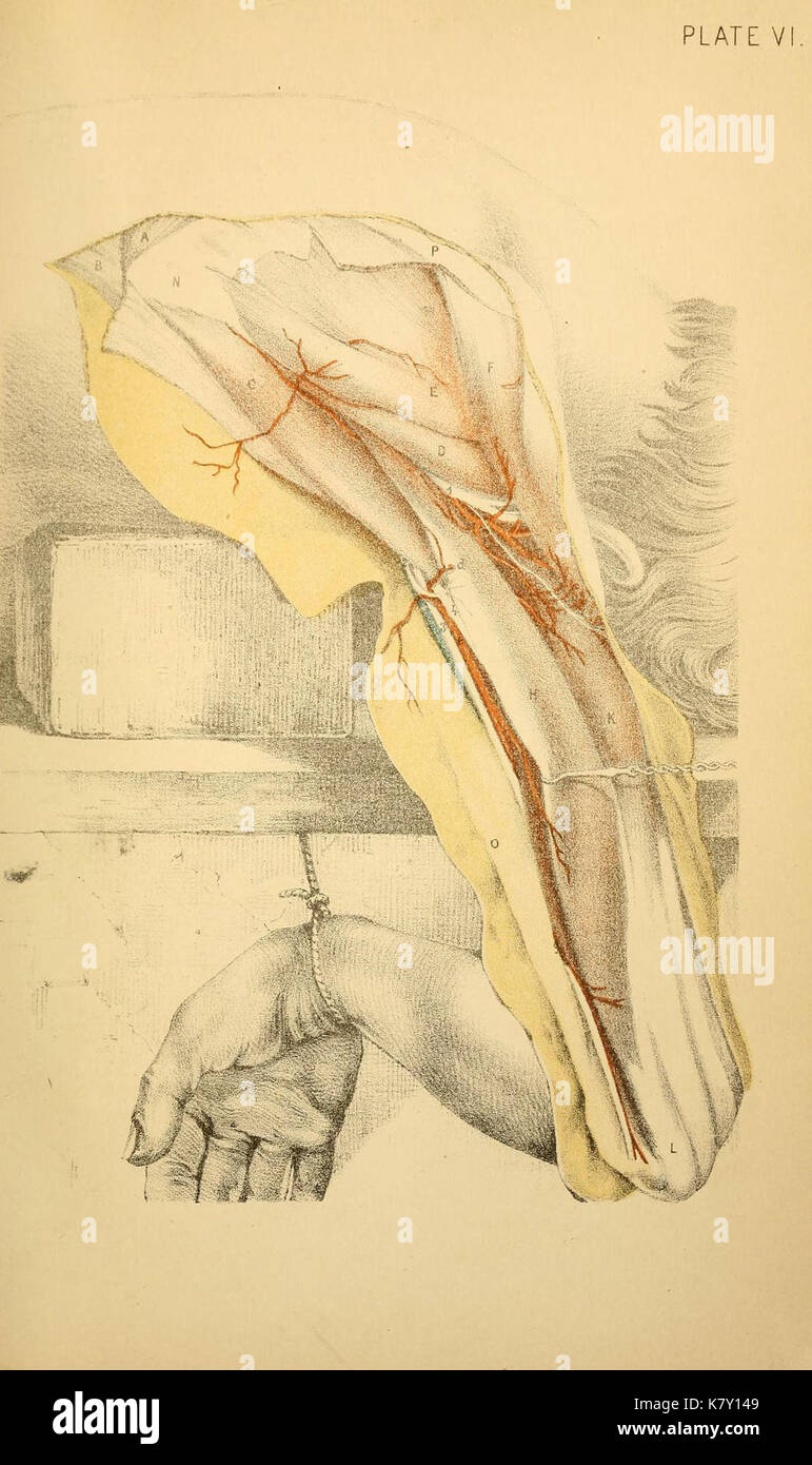 Illustrations of Dissections Plate 06 shoulder Stock Photo - Alamy