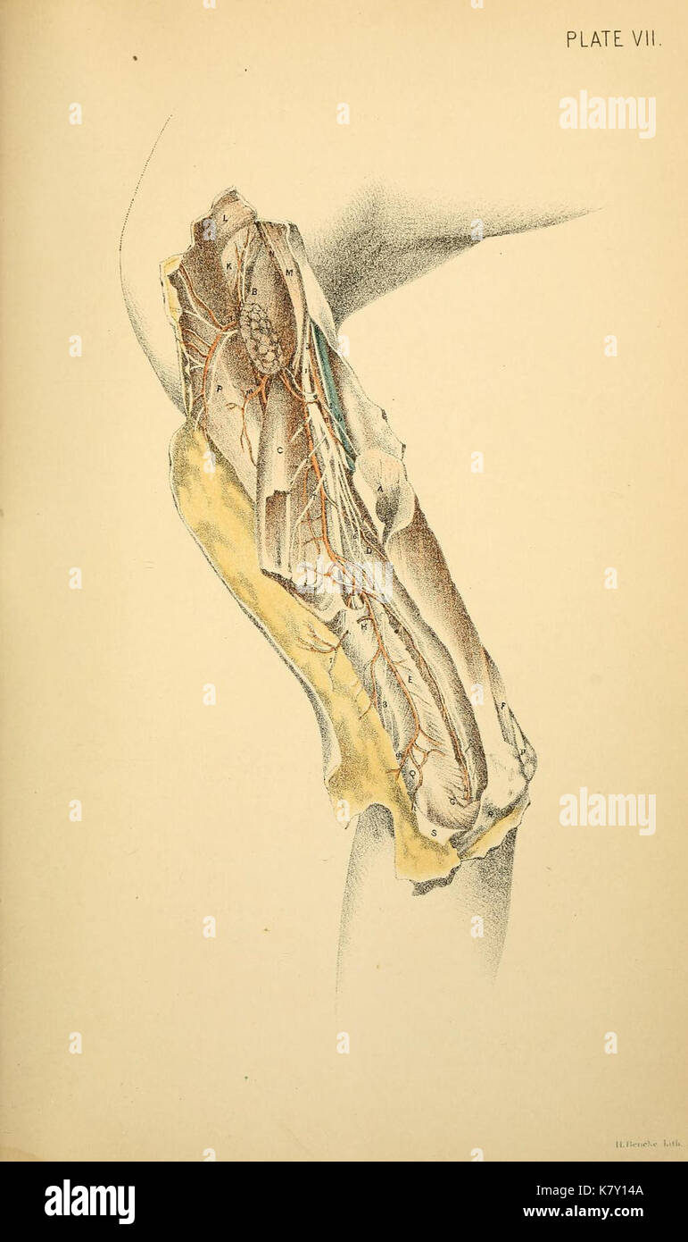 Illustrations of Dissections Plate 07 upper arm Stock Photo - Alamy