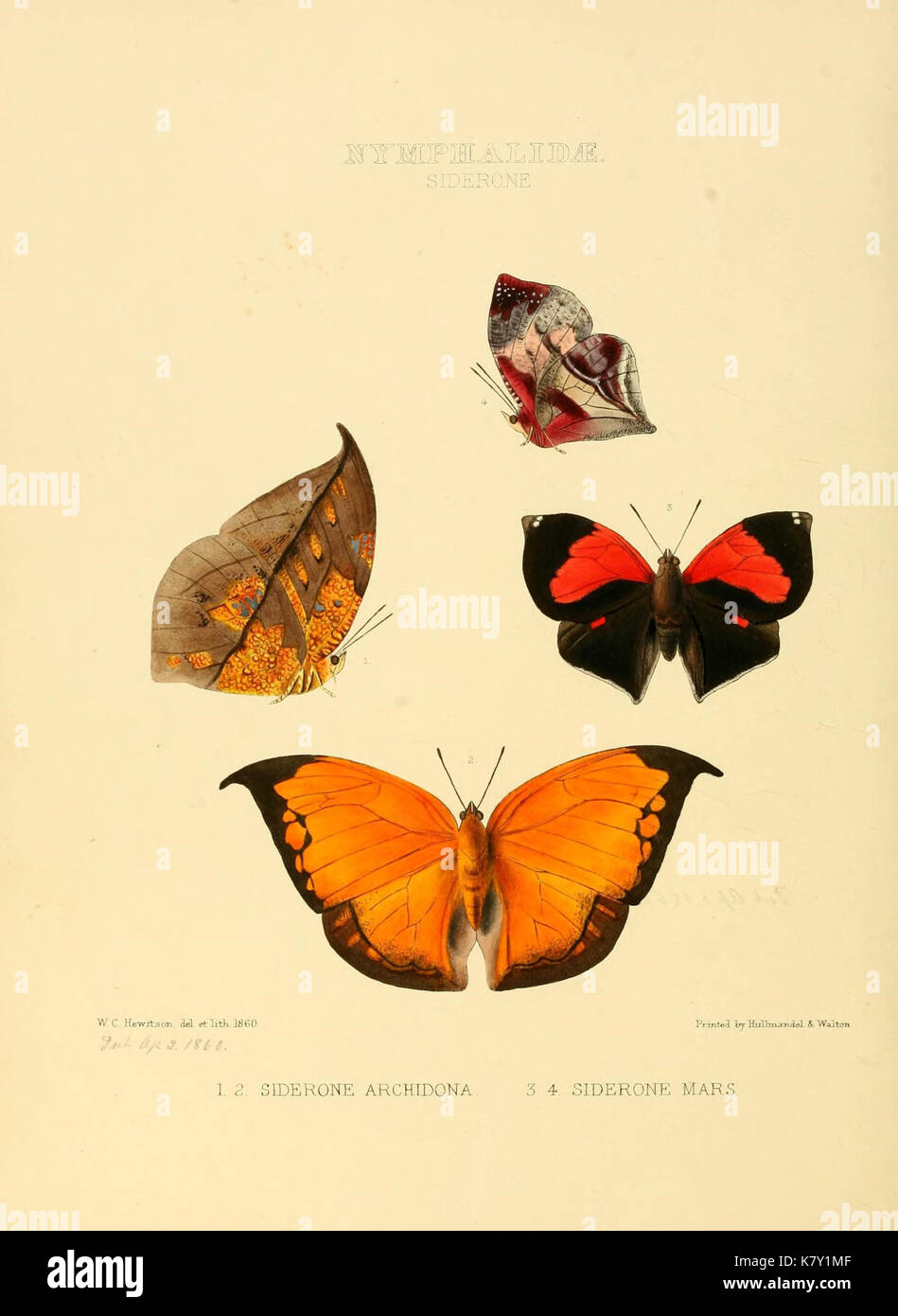 Butterflies lepidoptera speciation pictorial hi-res stock photography ...