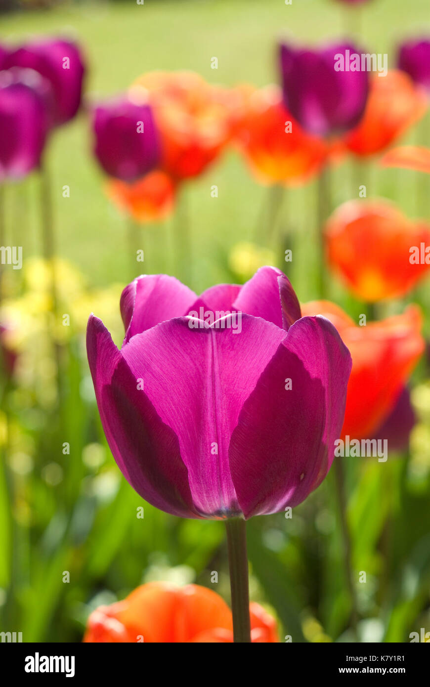 Tulip border hi-res stock photography and images - Alamy