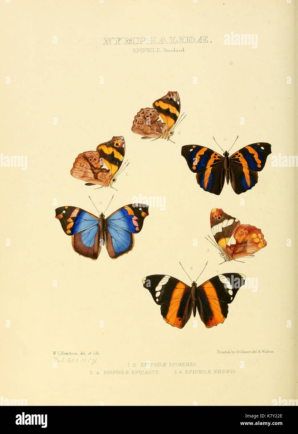 Illustrations of new species of exotic butterflies (Nymphalidae Epiphil ...