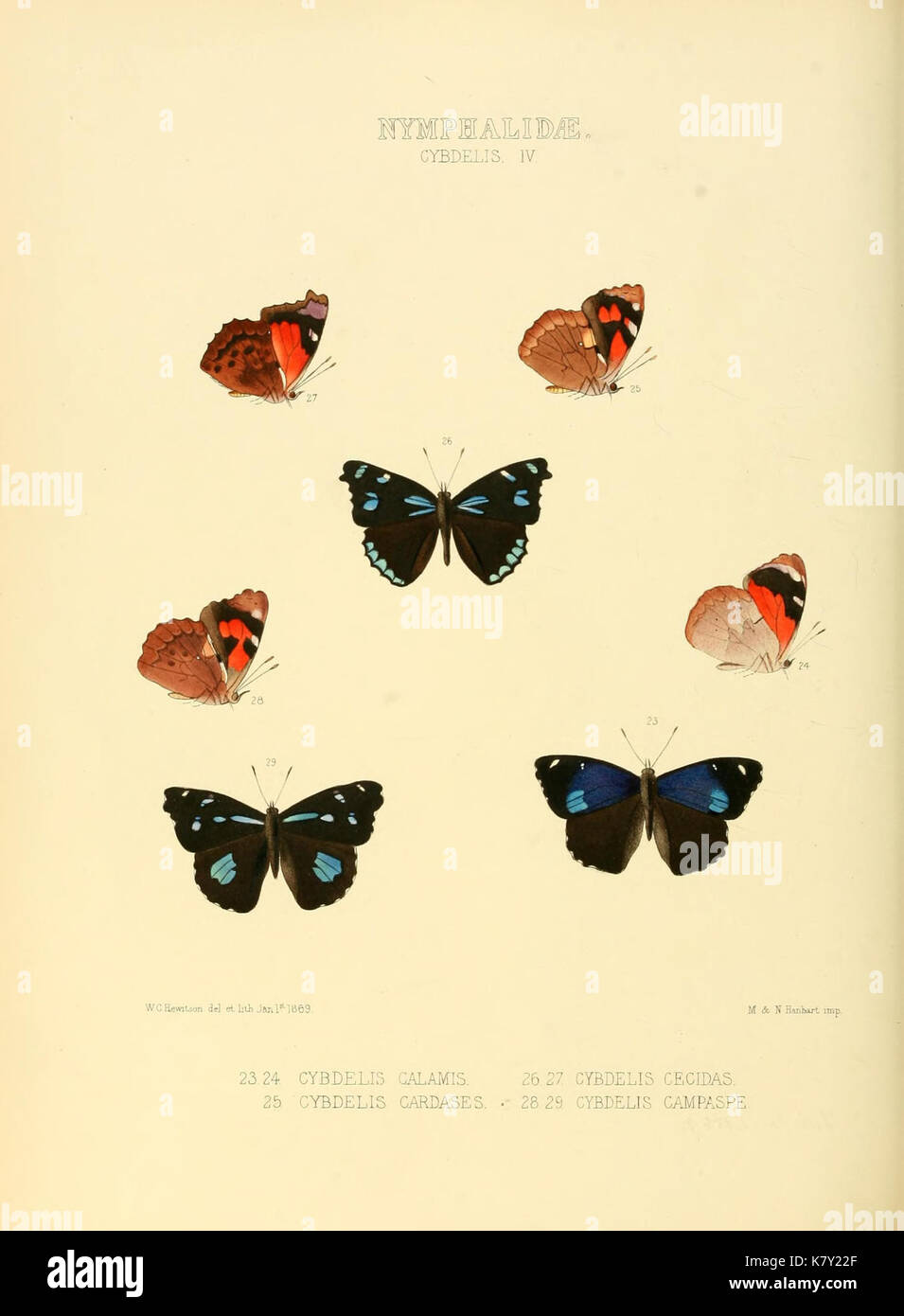 Illustrations of new species of exotic butterflies (Nymphalidae Cybdeli ...