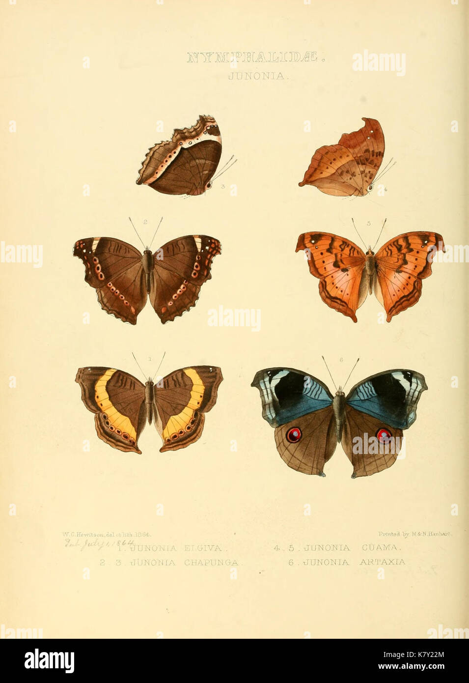 Illustrations of new species of exotic butterflies (Nymphalidae Junonia ...