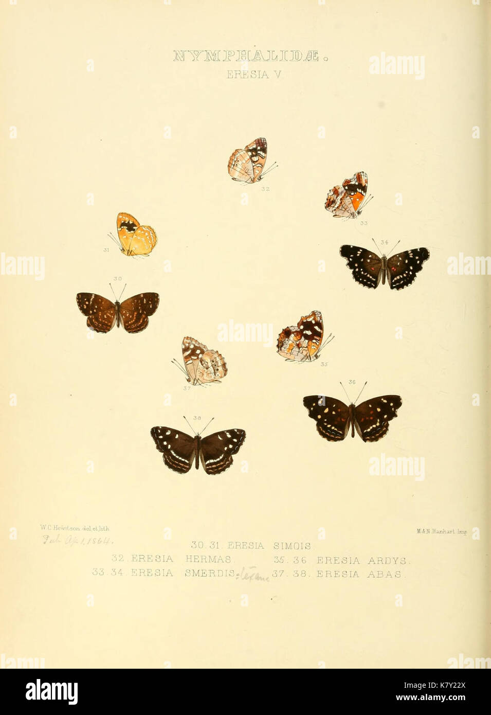 Illustrations of new species of exotic butterflies (Nymphalidae Eresia ...