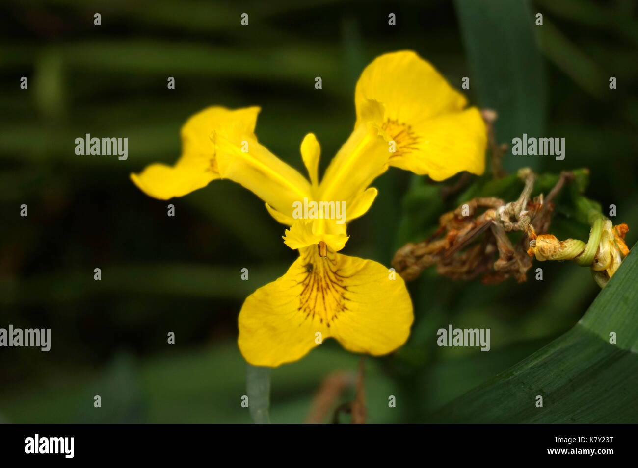 British native wetland plants hi-res stock photography and images - Alamy